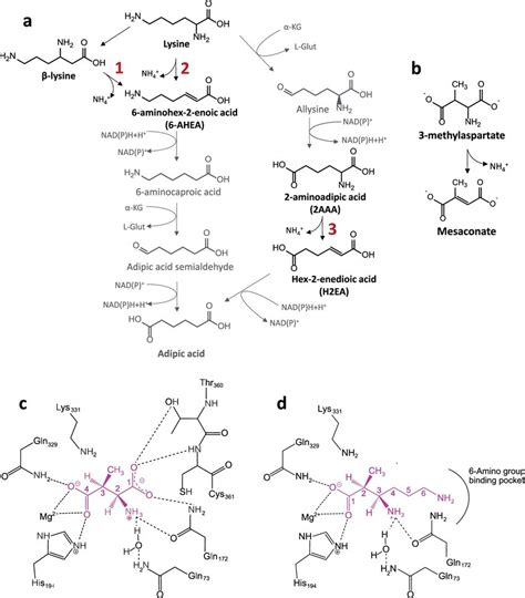 Deamination Reactions In Metabolic Pathways For Adipic Acid