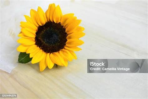 노란 벽으로 고립 된 아름다운 해바라기 햇빛 아침 빈티지 가정 장식 노란 꽃 봄 따뜻한 행복 낙관적 인 상징 꽃 자연과 나무 배경 0명에 대한 스톡 사진 및 기타 이미지