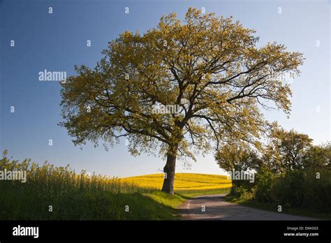 Tree By Country Road Stock Photo Alamy