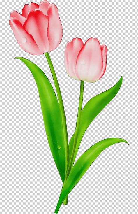 พืชดอกทิวลิปดอกไม้กลีบพืชสีน้ำสีสีหมึกเปียกสีชมพูตัดดอกไม้ Png Klipartz