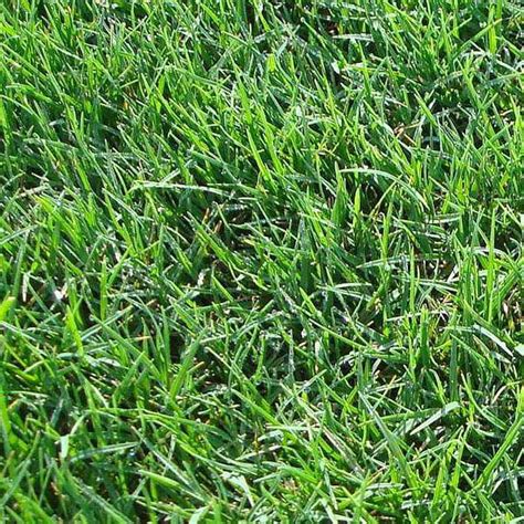 Bermuda Grass Lawn Ubicaciondepersonascdmxgobmx