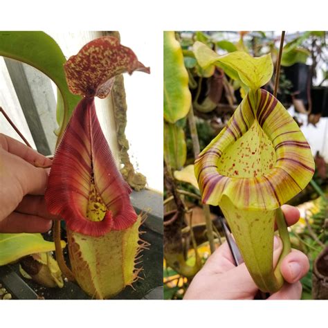 Nepenthes [ Rokko X Boschiana X Veitchii] X Platychila Drew Mcclain
