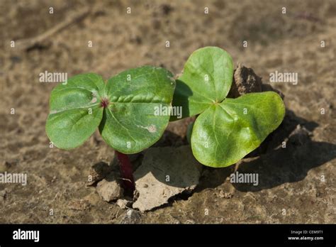 Cotyledon Stage Hi Res Stock Photography And Images Alamy