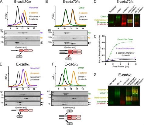Complex Formation Between E Cadherin αe Catenin Chimeras And β Catenin Download Scientific