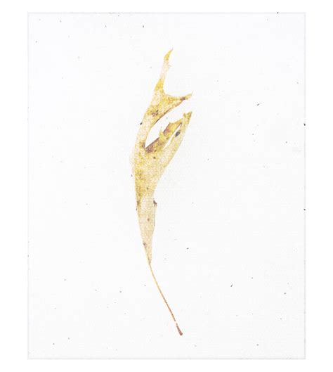 Curved Maple Harry Bartlett