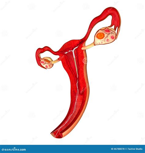 Intrauterine Copper Contraceptive Stock Illustration Illustration Of Gynecology Concept 46788078