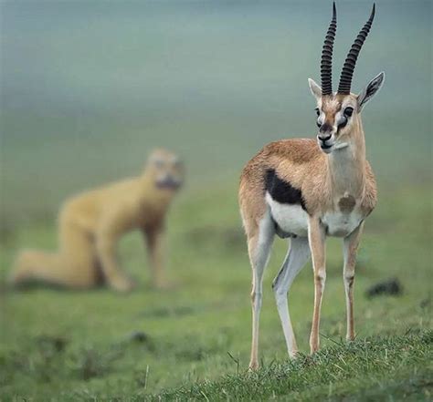 Alireza On Twitter Rt Tirdbuthopful شیر تعزیه عکس از سید بابک موسوی