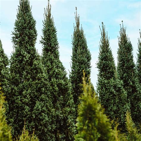 House For Sale Norway Spruce At Lewis Caulfield Blog