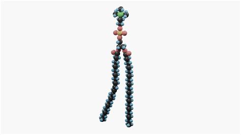 Phospholipid Structure 3d