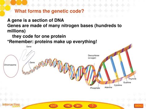 Ppt Table Of Contents The Genetic Code How Cells Make Proteins Mutations Powerpoint