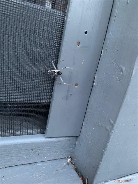 Bug Carcass Found In Morgantown West Virginia Part Of The Back Looks