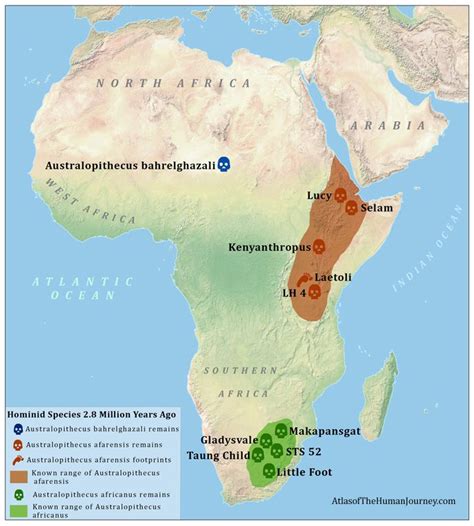 The Age Of Australopithecus Human Evolution Tree Science And Nature History Geography