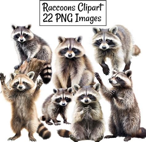 Raccoon Clipart Watercolor Reptile Digital Downloads 22 Woodland