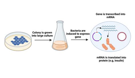 Gene Cloning Steps Definition Applications Biology Notes Online