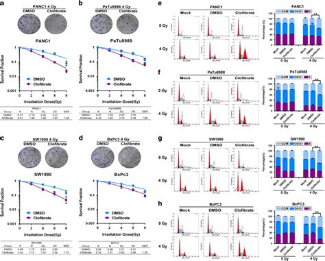Clofibrate Enhances Radiosensitivity In Pancreatic Cancer Cells The
