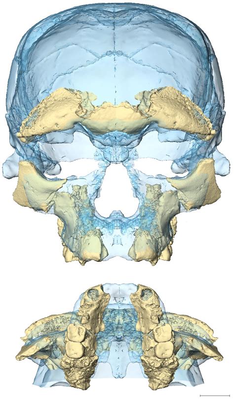 New Fossils Push Back Origin Of Modern Humans 100000 Years The
