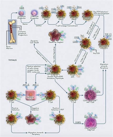 Cd4 And Cd8 T Cell Lineage Thermo Fisher Scientific Kr