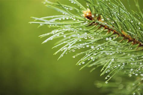 Will Household Bleach Harm A Pine Tree