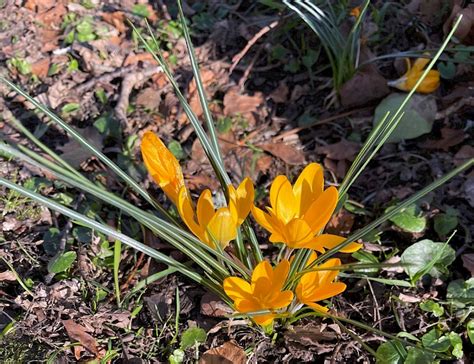 Crocus X Luteus Yellow Crocus C Angustifolius X Flavus West Glamorgan Flora