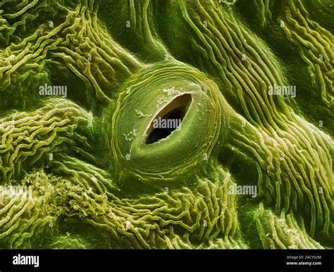 Scanning Electron Micrograph Sem Of A Stoma On An Elder Tree Leaf
