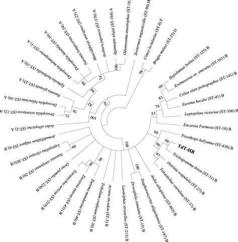 Phylogenetic Maximum Likelihood Tree Of Wolbachia Based On 5 Mlst Download Scientific Diagram