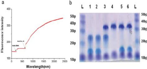 Working Principle Of The Cyclic Enzymatic Amplification Method Ceam Download Scientific Diagram