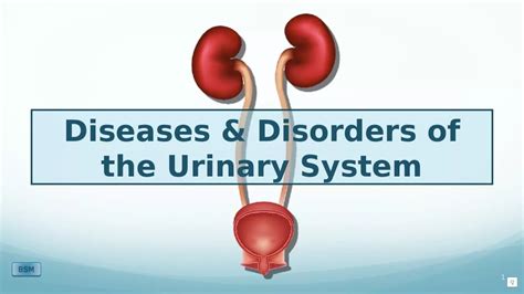 Ppt Diseases And Disorders Of The Urinary System