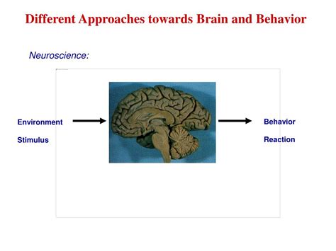 Ppt Basics Of Computational Neuroscience Powerpoint Presentation