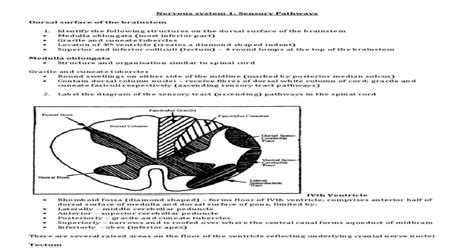 Pdf Anatomy 1 Sensory Pathways Dokumentips