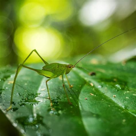Cute Katydid In The Daintree Rainforest