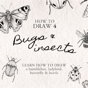 How To Draw Bugs Insects Step By Step Easy Drawing Tutorials Instant Download Procreate