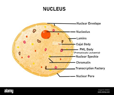 Nuclear Compartments Illustration Eukaryotic Cells Have Nuclear