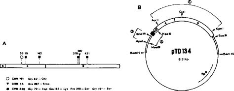 Figure 1 From Nucleic Acids Research Diphtheria Toxin Promoter Function In Corynebacterium