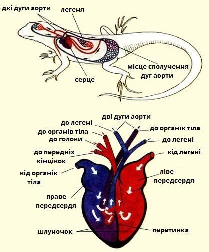 Практична робота №4 Порівняння будови кровоносної системи хребетних тварин Тест на 14