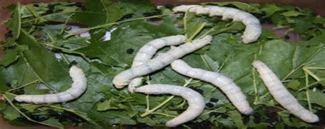 蚕宝宝死了是什么样子 花野自然