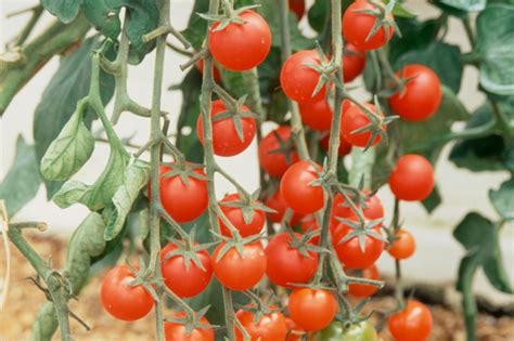 Sweetest Tomatoes To Grow Bbc Gardeners World Magazine