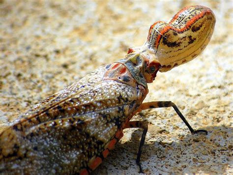20 weird insects and most interesting insects in world earth life