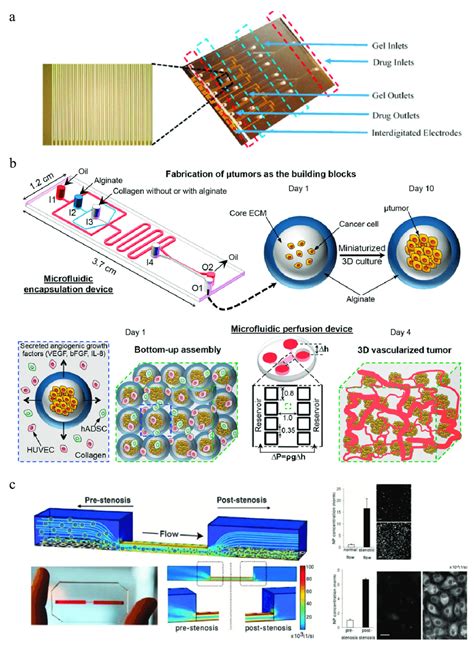 lab on a chip and microfluidics world congress 2024 janina carlotta