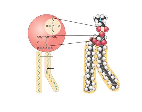 Phospholipid Structure Quiz
