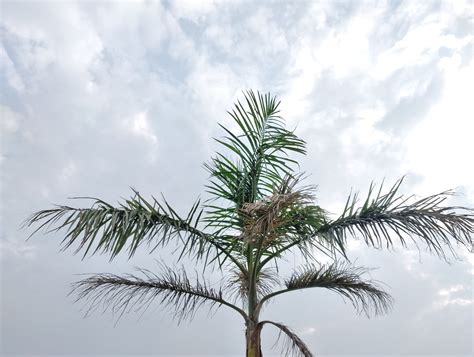 Tree Coconet Date Free Photo On Pixabay Pixabay