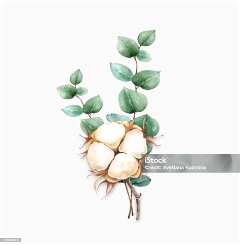 흰색 배경에 고립 된 유칼립투스 가지와 면꽃의 수채화 그림 카드와 초대장을 위해 손으로 그린 0명에 대한 스톡 벡터 아트 및 기타 이미지 Istock