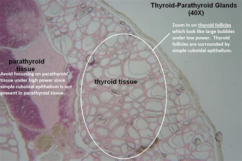Simple Cuboidal Epithelial Tissue Labeled