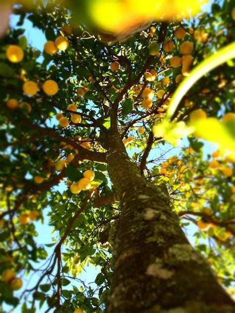 Картинка с тегом «aesthetic Orange And Photography Nature