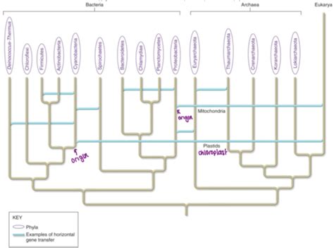 Biol 2 Prokaryotes Flashcards Quizlet