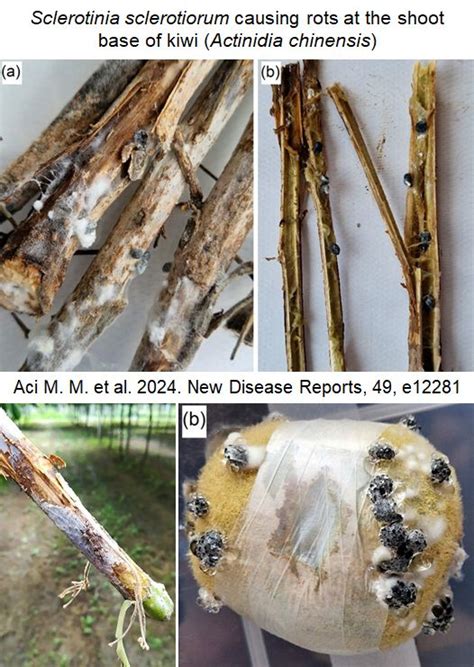 Natural Molecules As Biofungicides For Phytopathogens Dr Abhishek