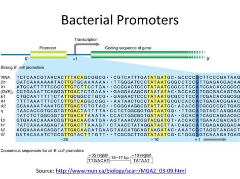 Ppt Promoter Structure And Gene Regulation Powerpoint Presentation Free Download Id 3112802