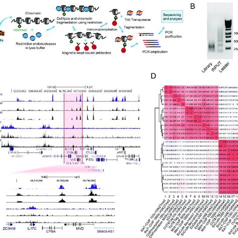 Rat Chip Enables Genome Wide Histone Modification Profiling From 100 Download Scientific