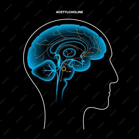 Acetylcholine Hormones Pathway In Human Brain Neuromodulator And