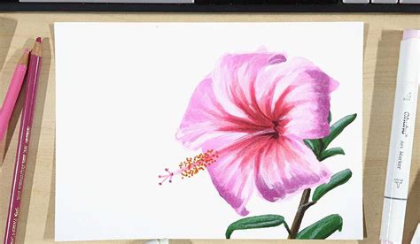 Pink Flower Drawing Realistic