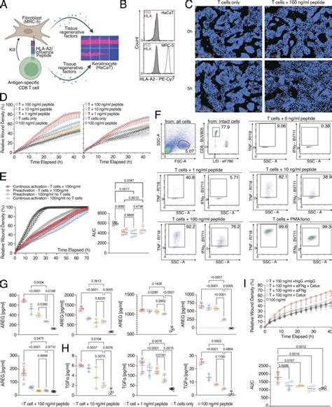 How Human Cd8 T Cells Promote Tissue Remodeling 🤔 John Gordon Posted On The Topic Linkedin